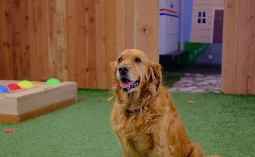 It's a Doggy Dog World Escape Room | Level Games