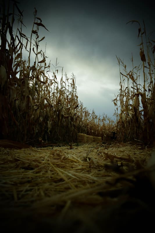 Haunted Trail | Fritz Corn Maze