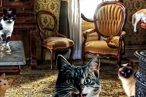Cat Lady Escape Room | Mad Genius Escapes