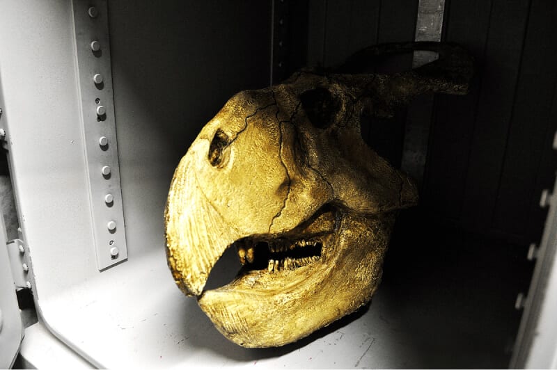Jurassica Escape Room | Enigma Rooms - Tijuana