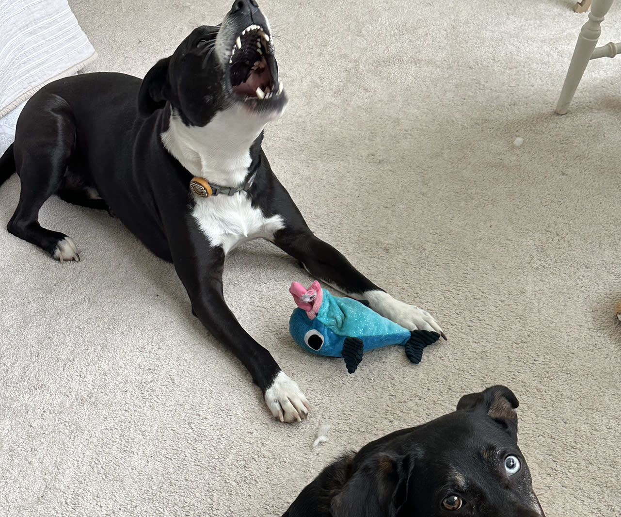 Christopher Trembley (@TeamChrolly) on Morty