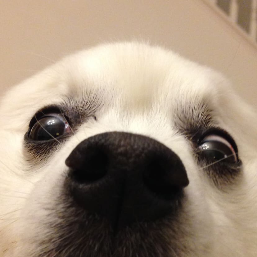 The Most Handsome Lord in all the Land (@Pakupokuno) on Morty