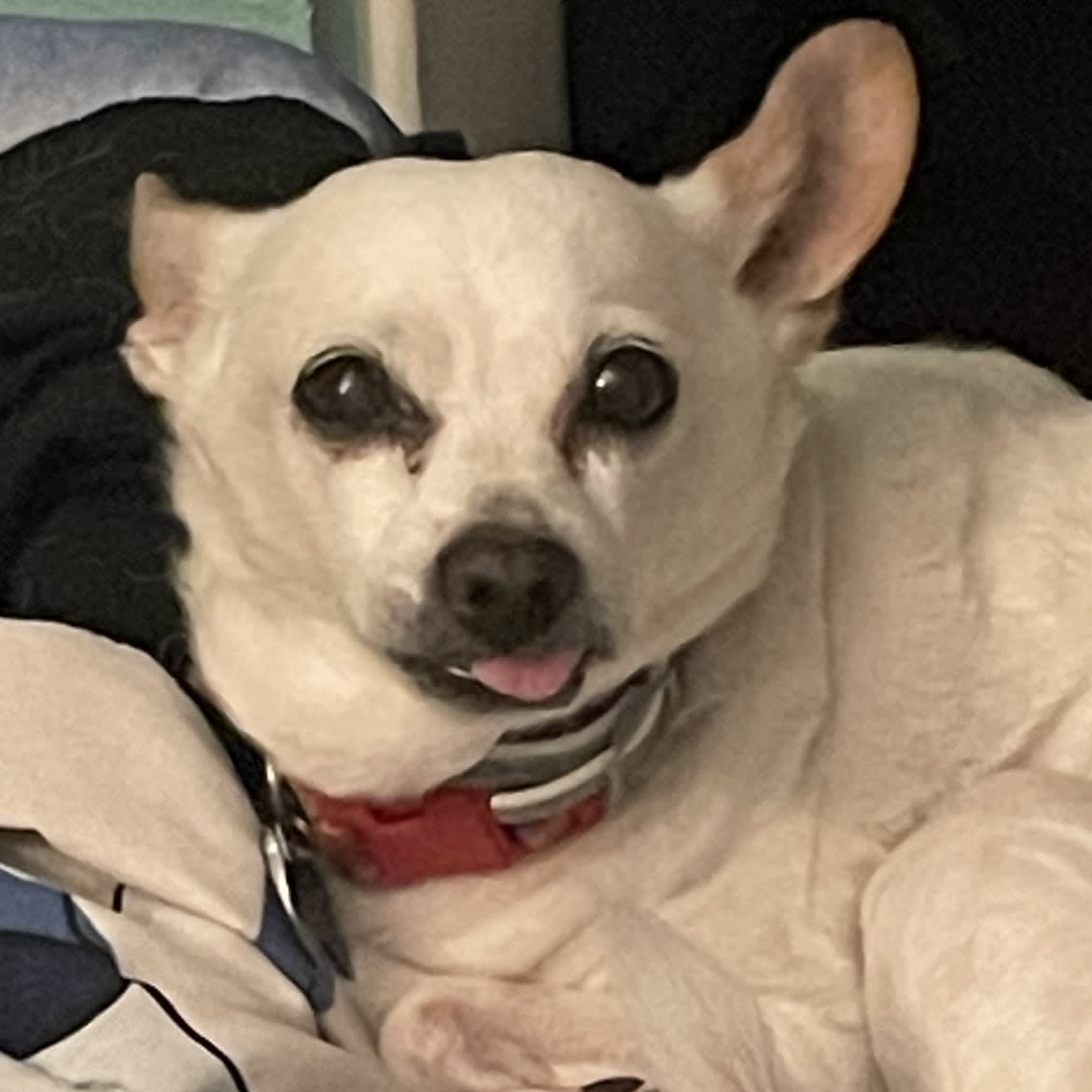 Angelique Nguyen (@AngieeNguyen) on Morty