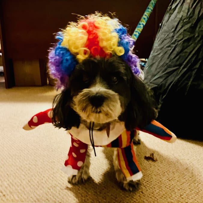 Rory (@thefoolamongyou) on Morty