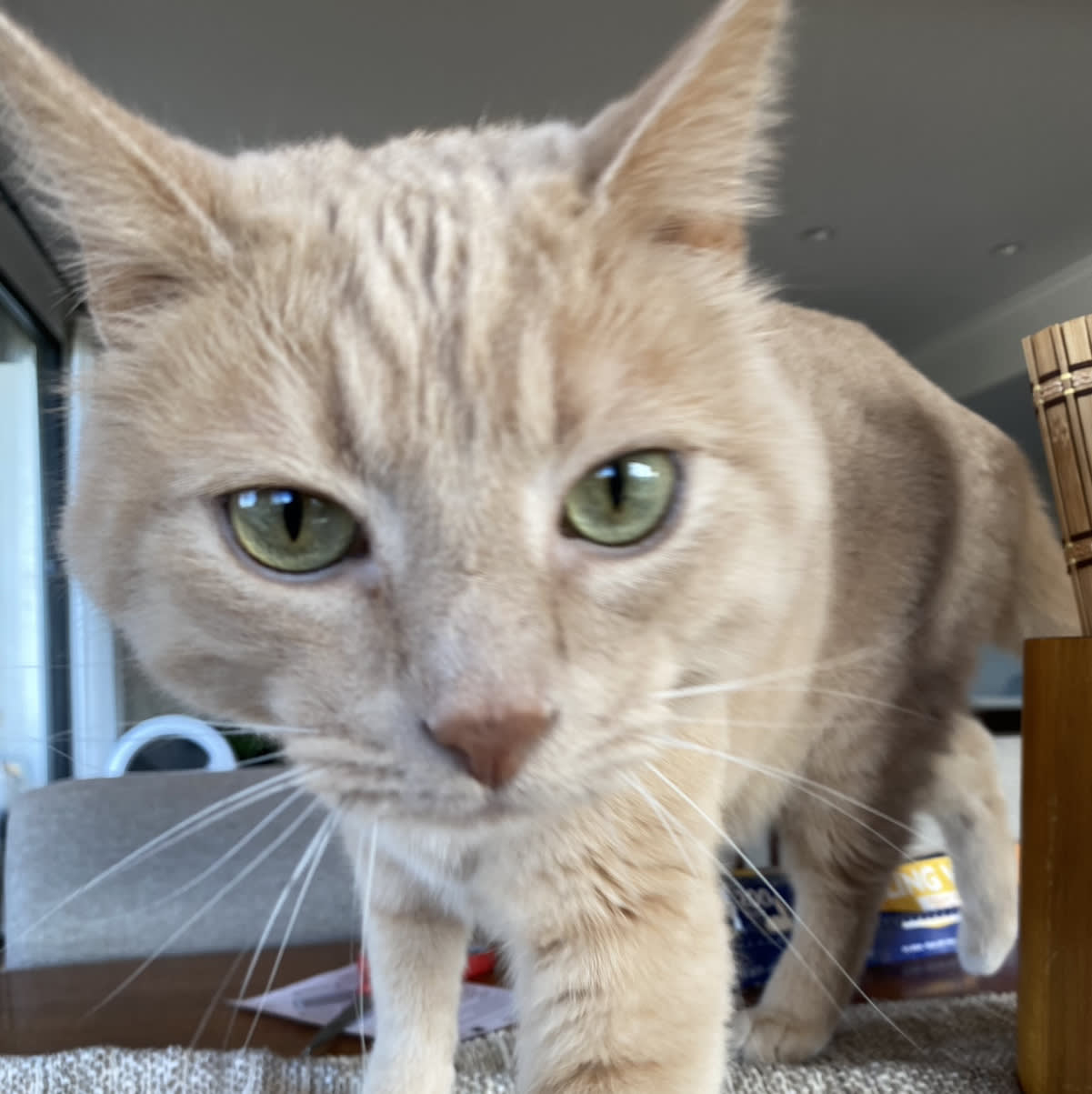 Jake Levy (@PrincePip) on Morty