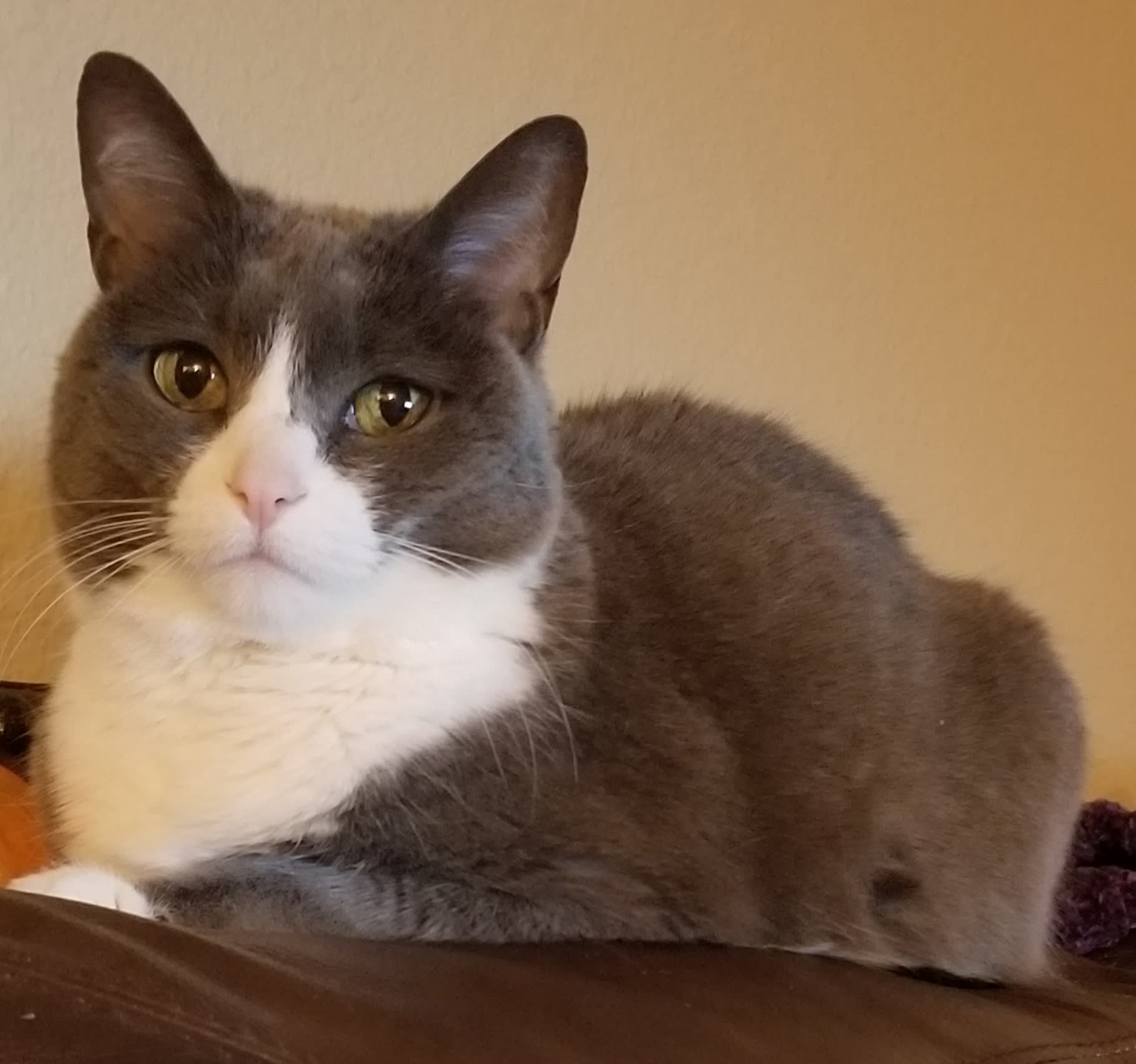 Nora S (@NoraCO) on Morty