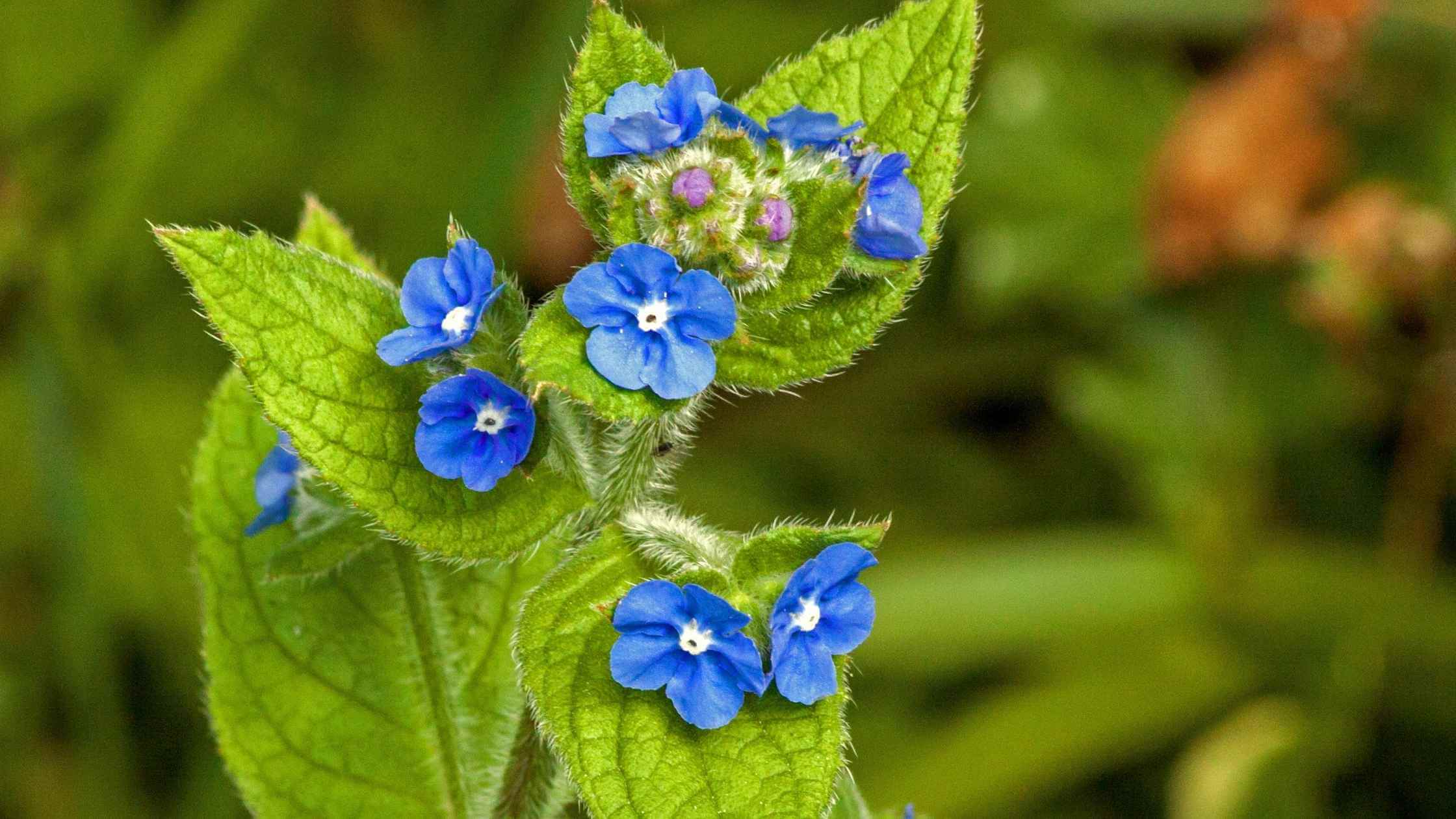 What is Ratanjot? Know about Ratanjot Uses, Benefits & More!