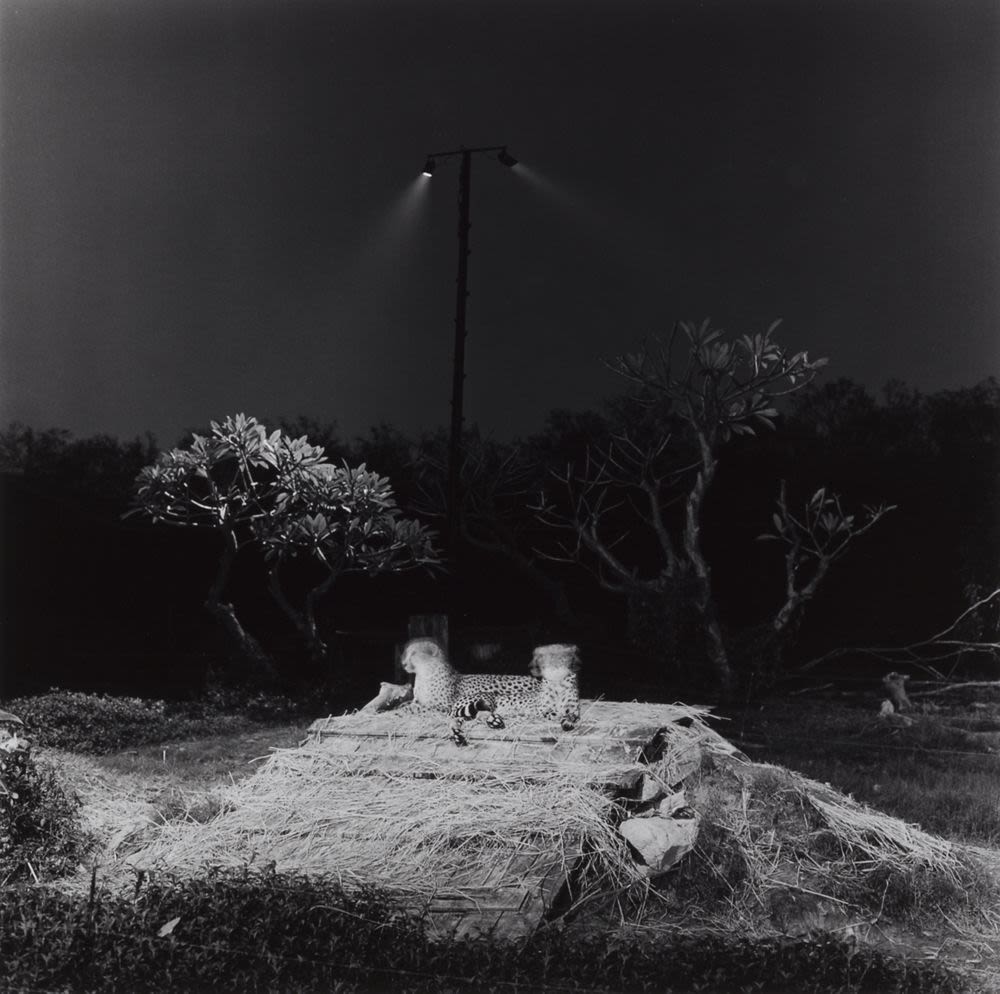 Zoo at Night (2002) - Yan Changjiang | Objects | M+ Museum