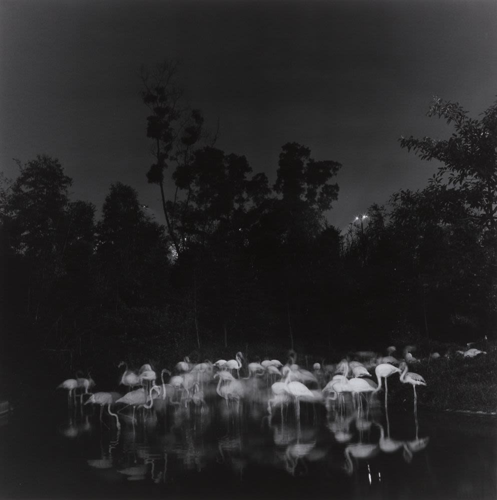 Zoo at Night (2003) - Yan Changjiang | Objects | M+ Museum
