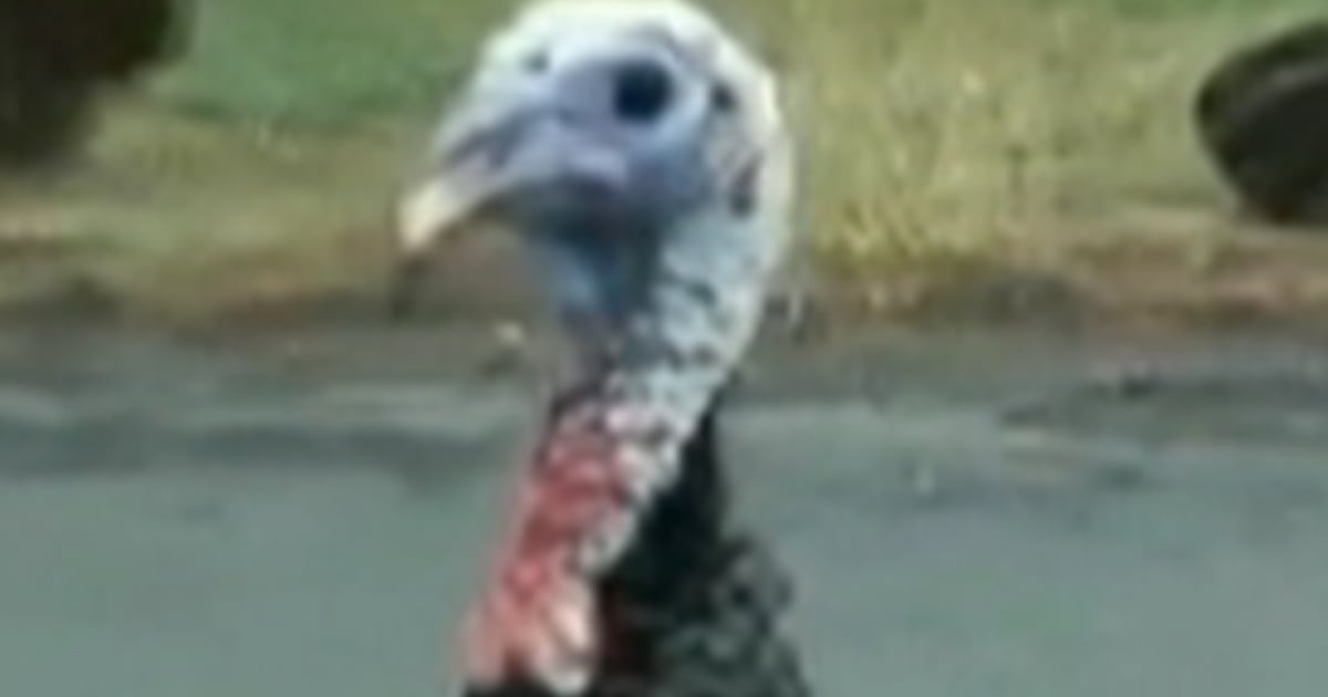 Wild turkeys attack America