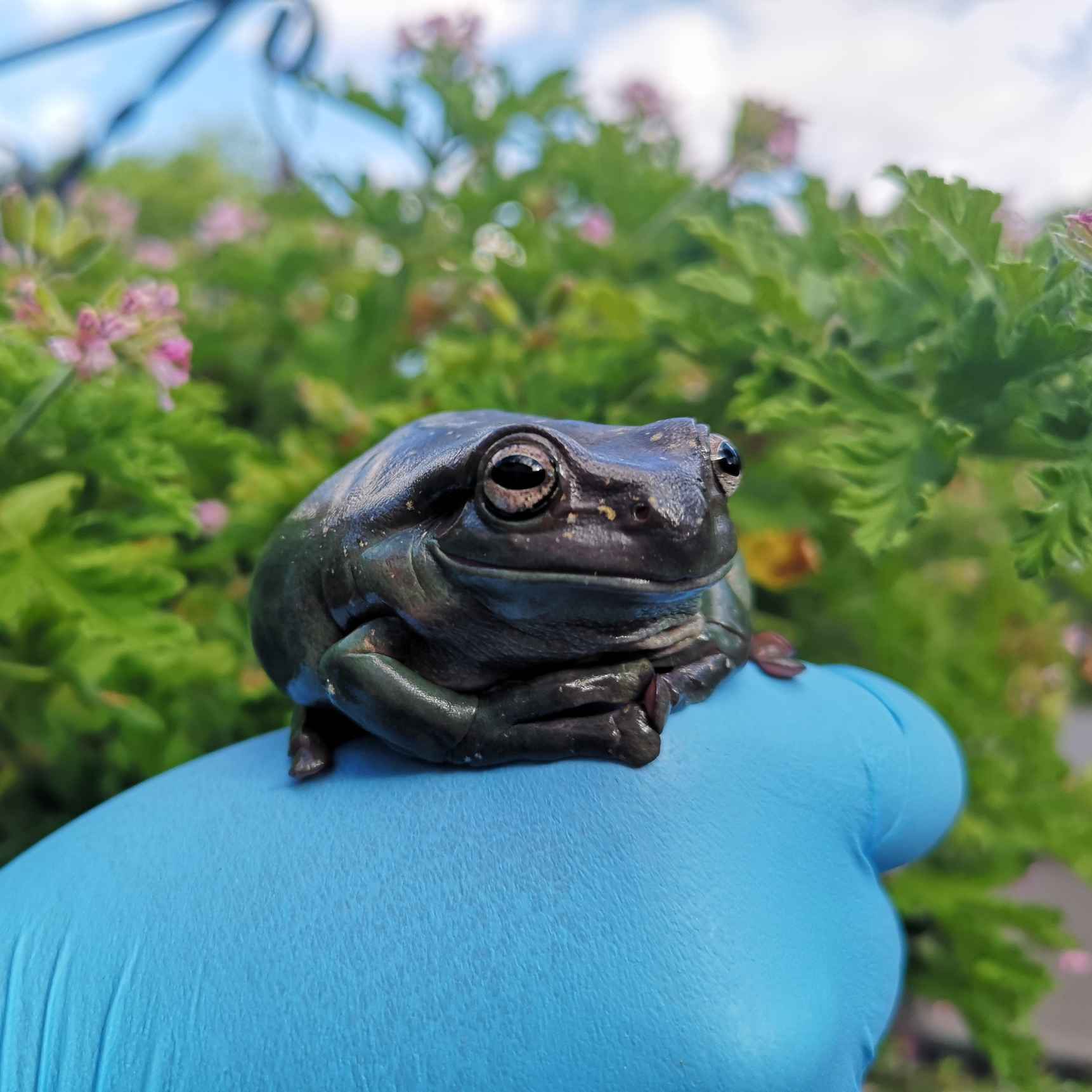 Exotic Explorers: Essex Based Animal Experiences