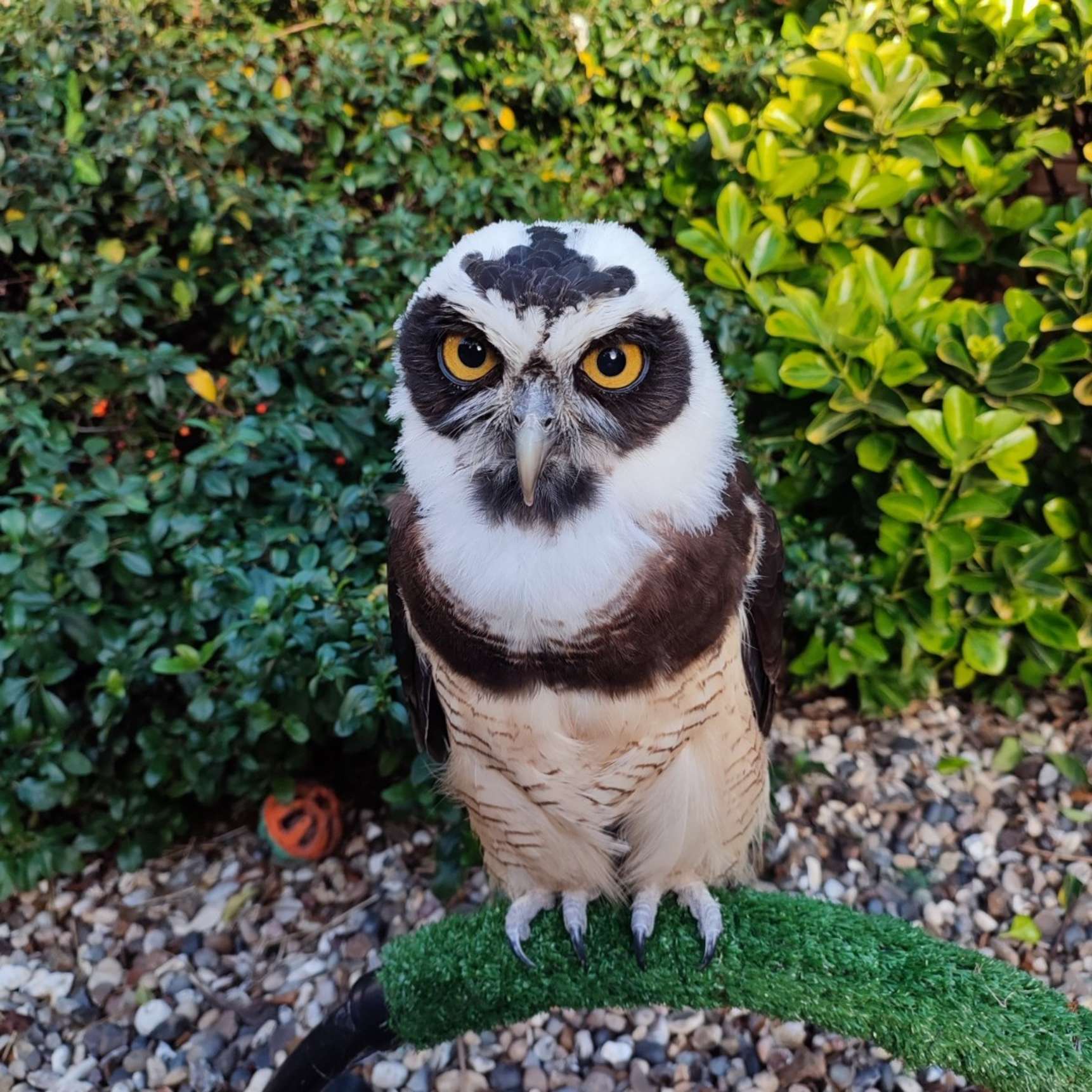 Our Amazing Animals - Exotic Explorers