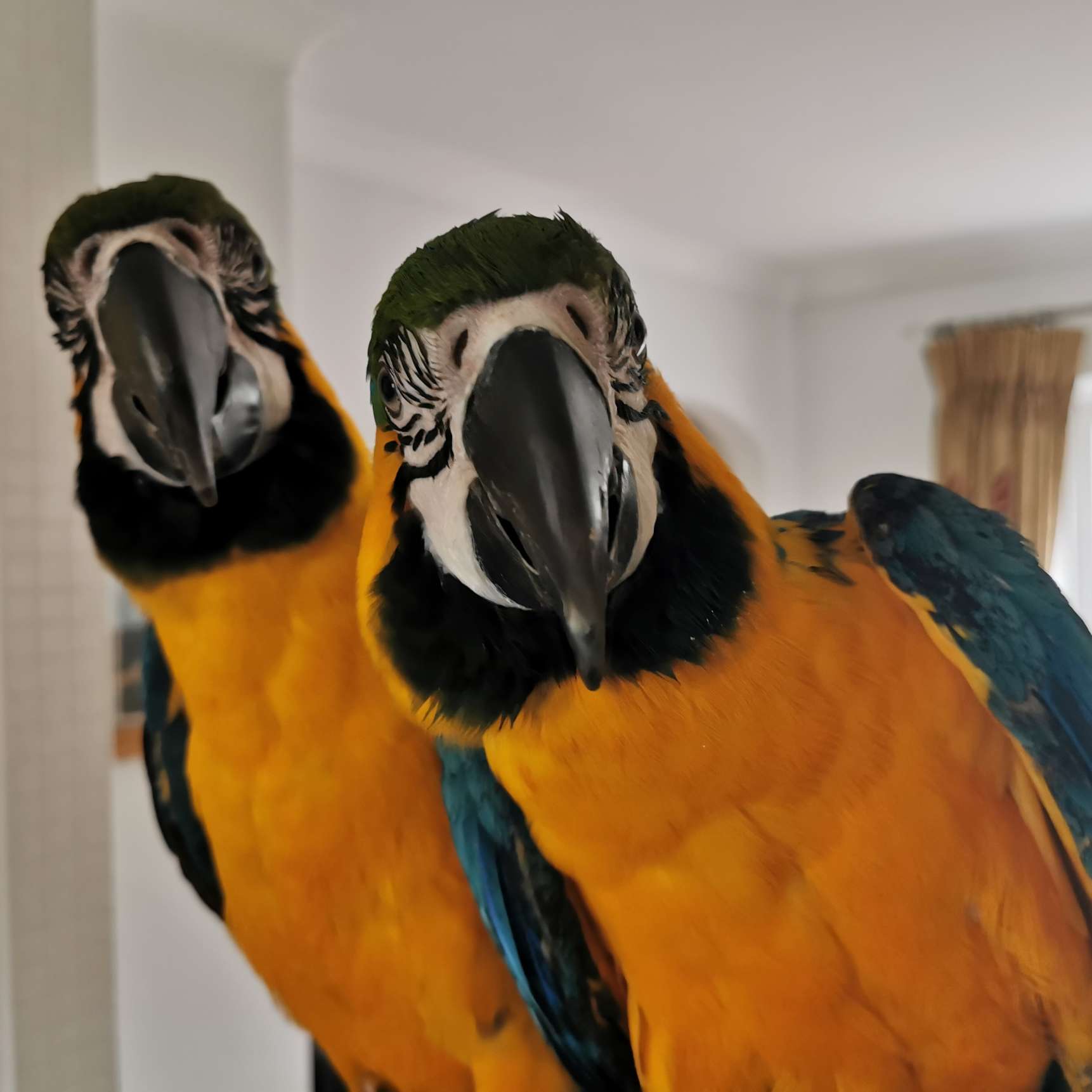 Exotic Explorers: Essex Based Animal Experiences