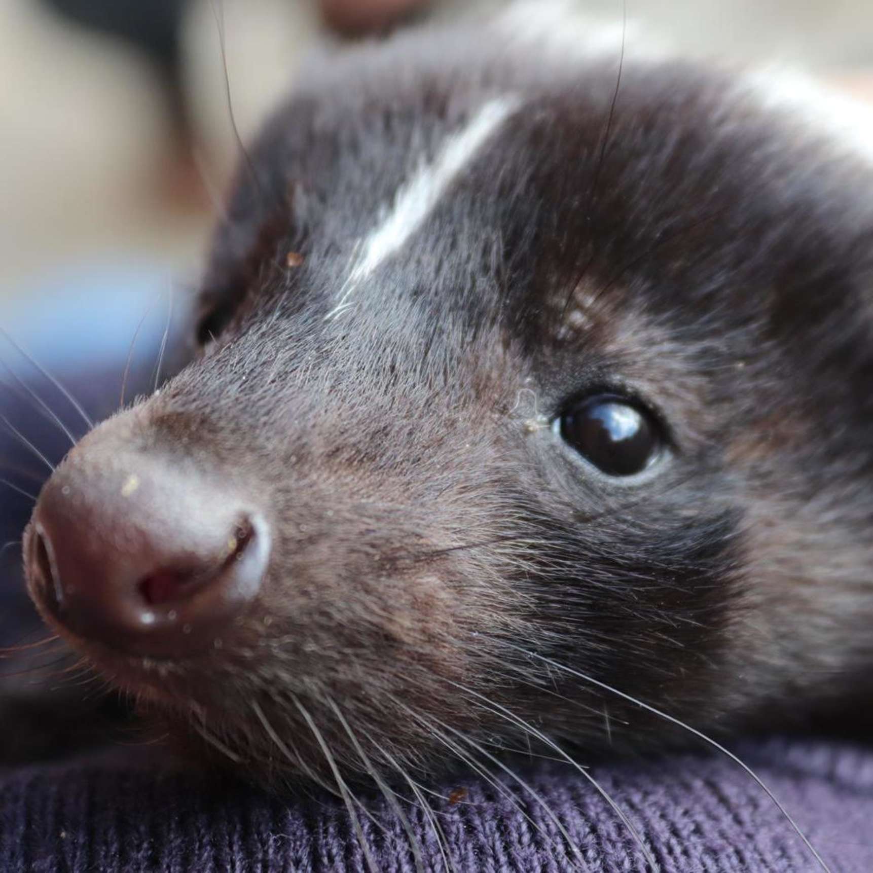 Skunks - EE Breeding