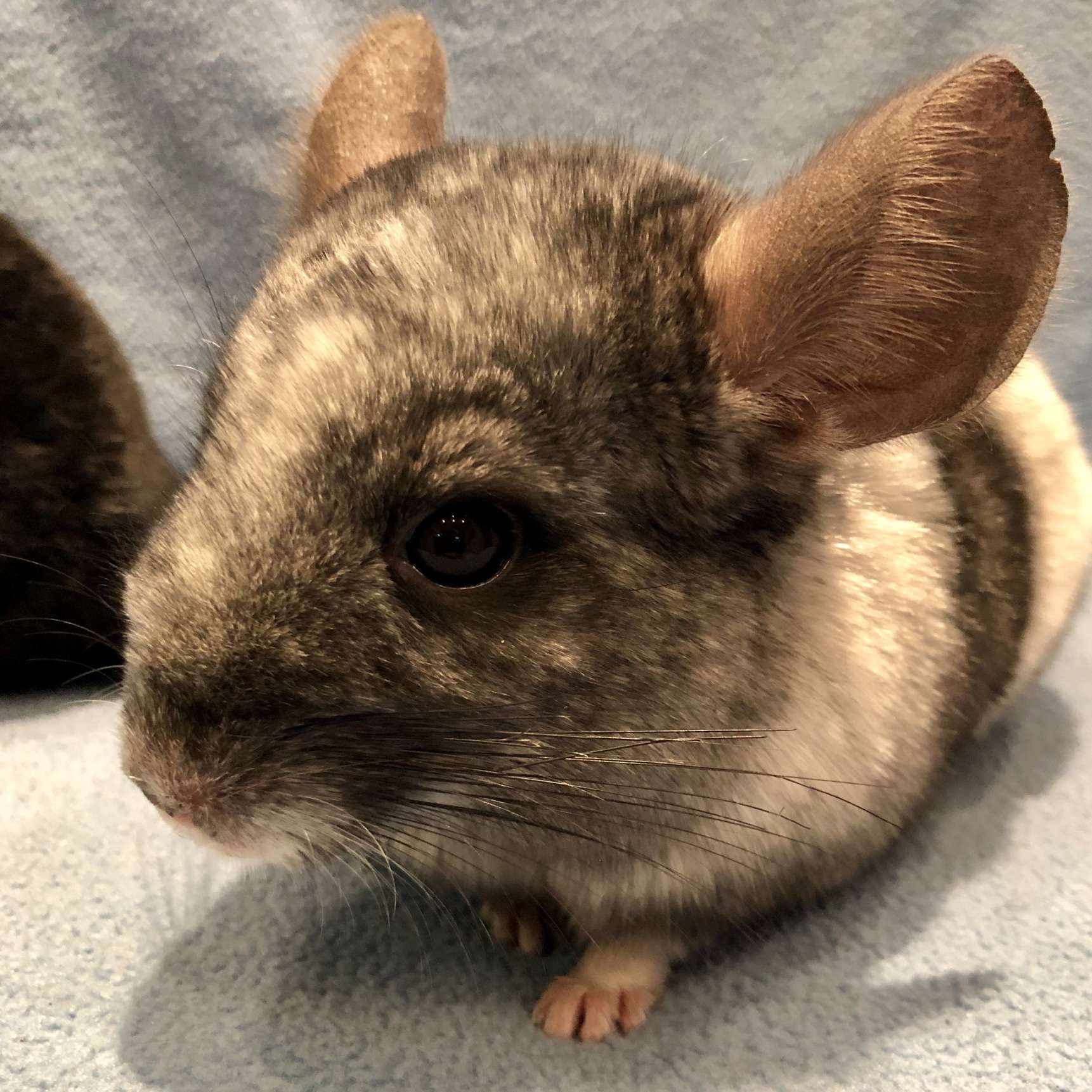 Chinchilla - EE Breeding