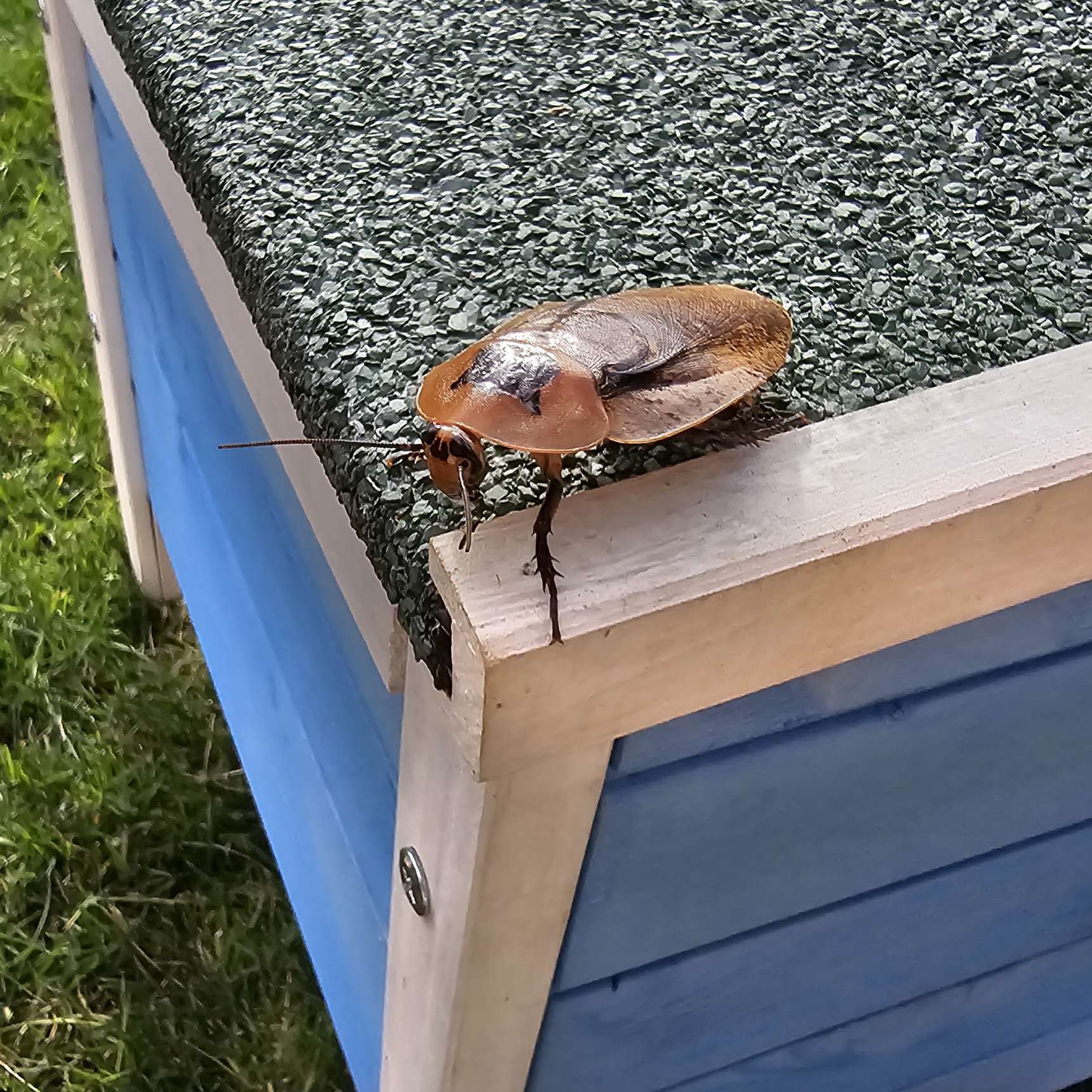 Our Amazing Animals - Exotic Explorers