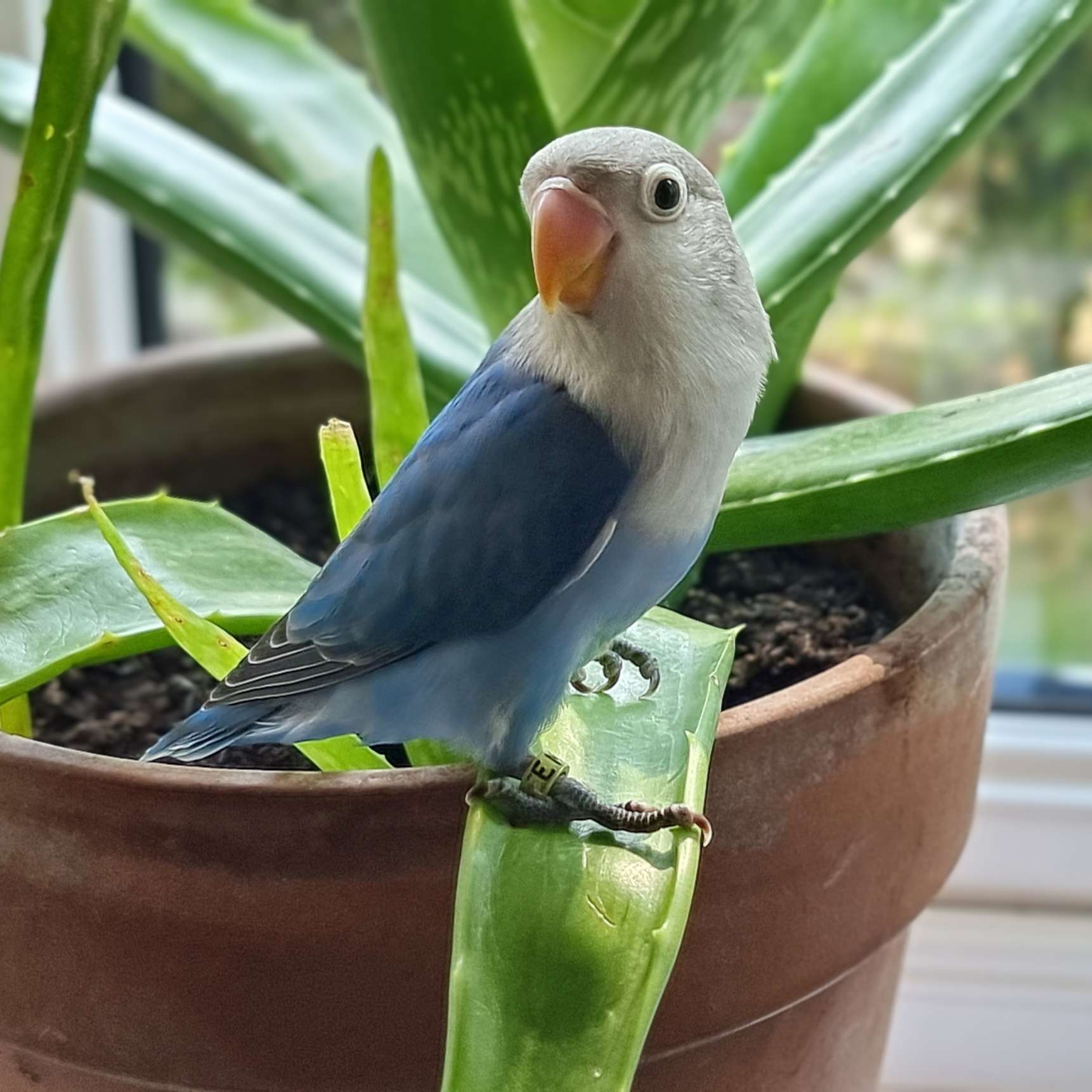 Our Amazing Animals - Exotic Explorers