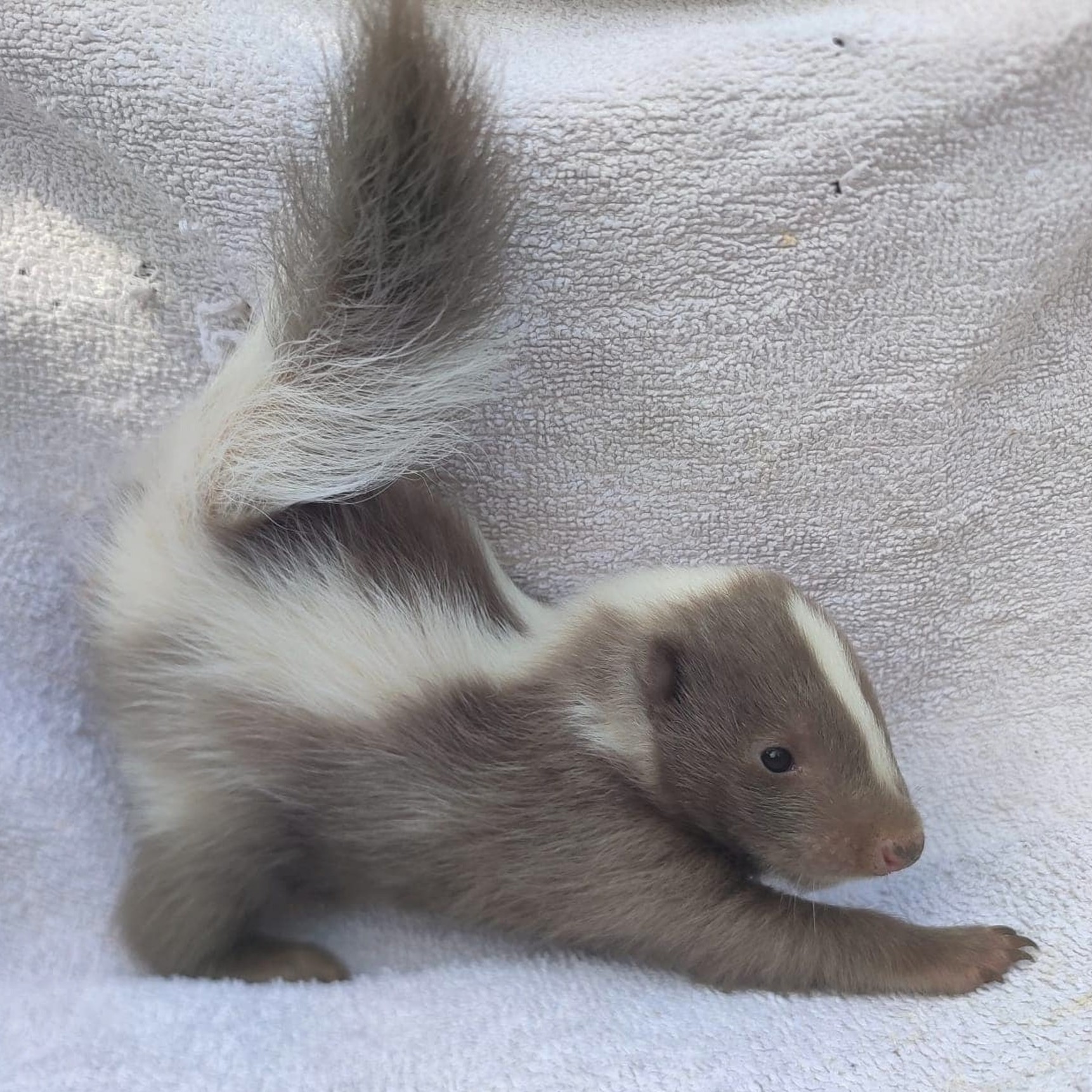 Skunks - EE Breeding