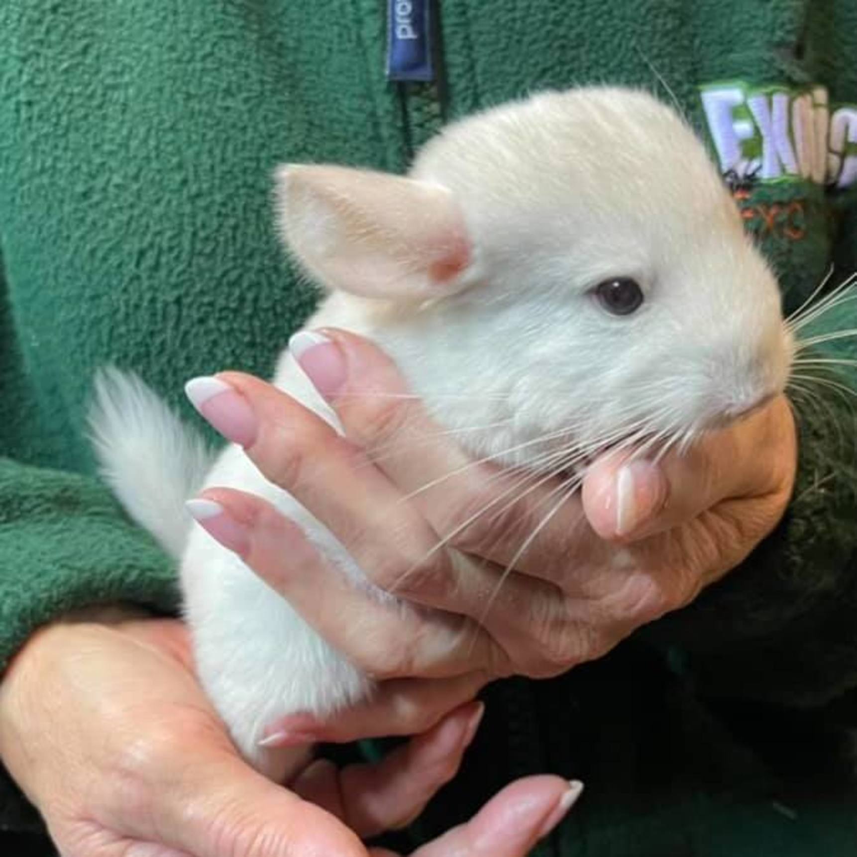 Chinchilla - EE Breeding