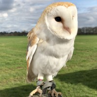 Exotic Explorers: Essex Based Animal Experiences