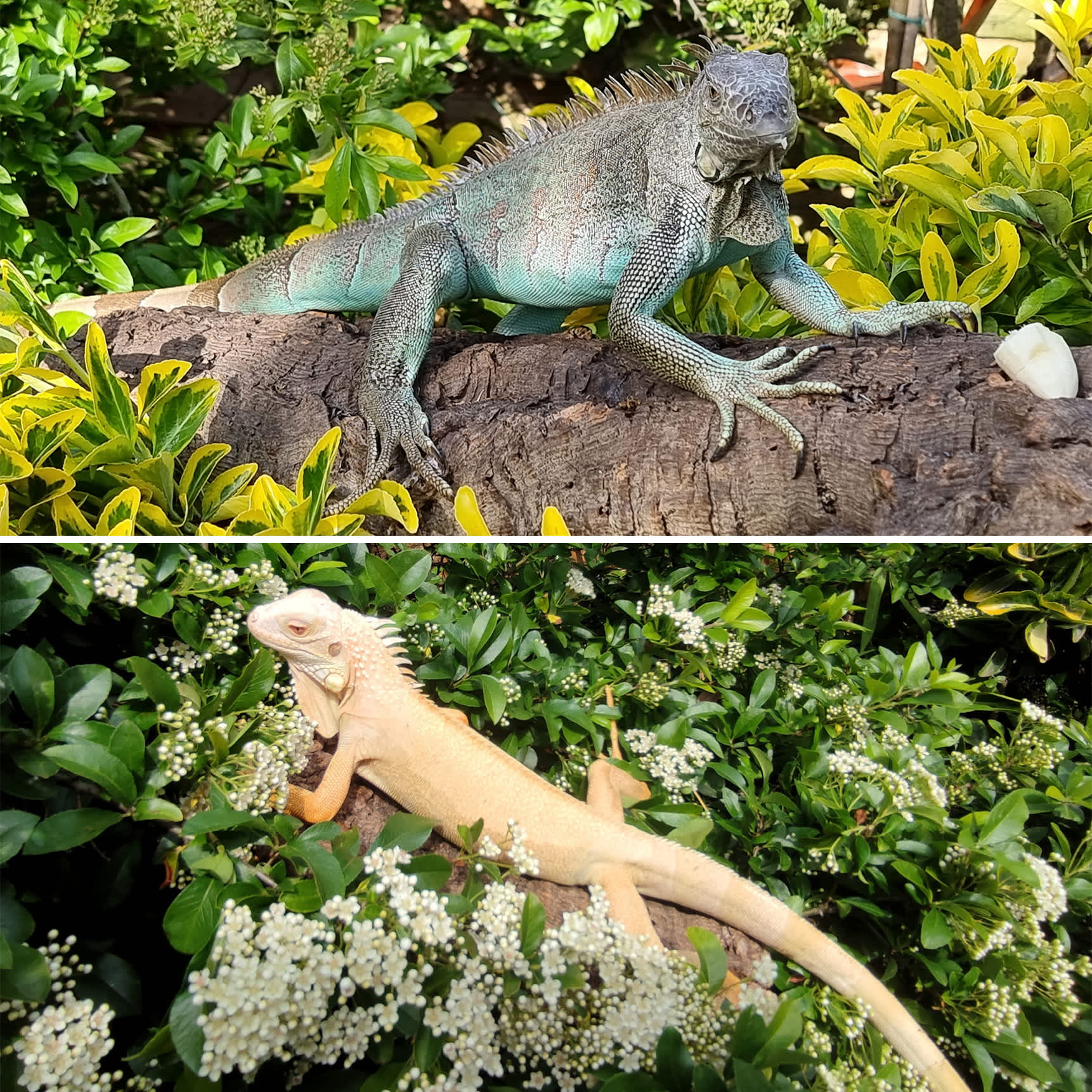 Our Amazing Animals - Exotic Explorers