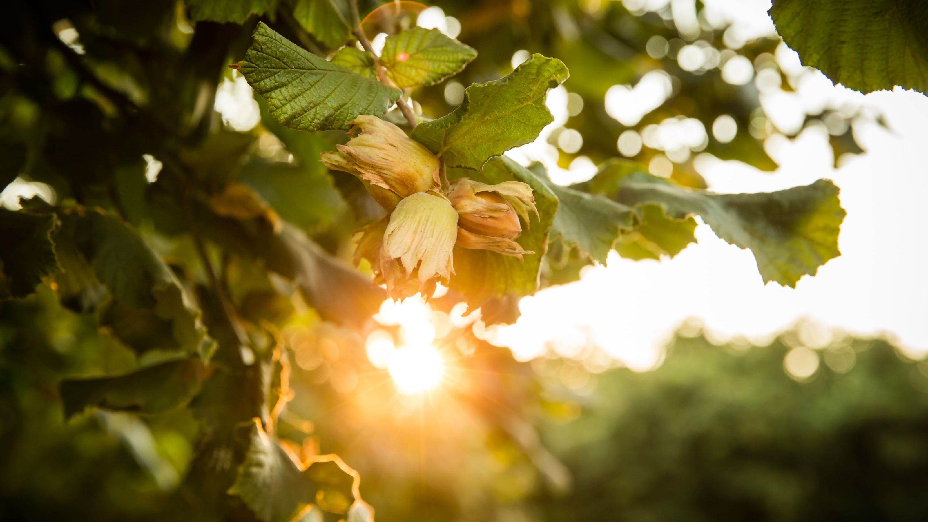 Oregon Hazelnuts - Murmur Creative