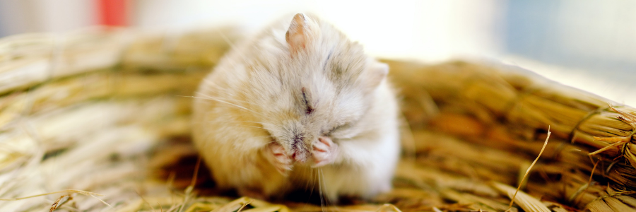 Isolation anti rongeurs : comment ça marche