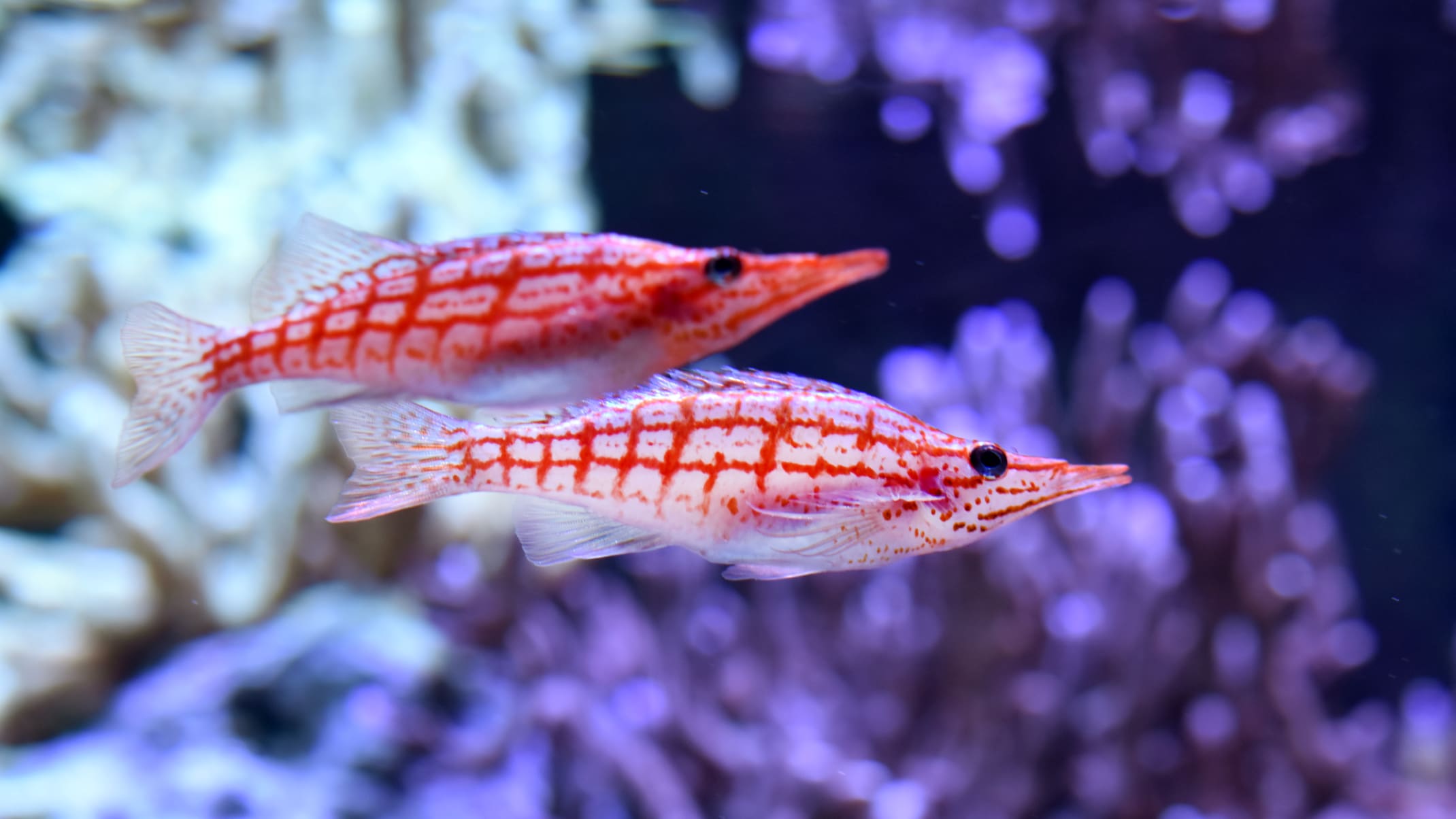 Main Gallery - Mystic Aquarium