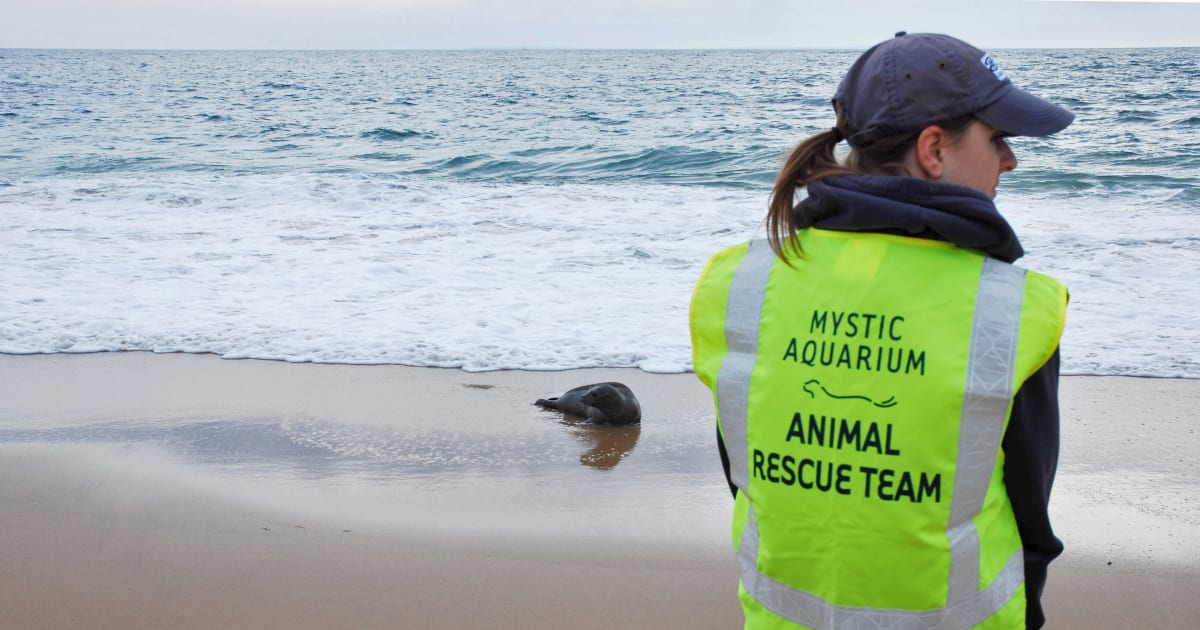 Animal Rescue Program - Mystic Aquarium