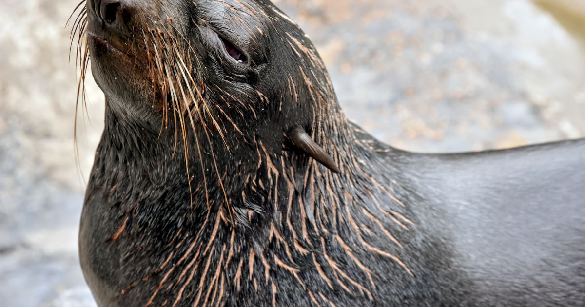 Homing Non-releasable Animals - Mystic Aquarium