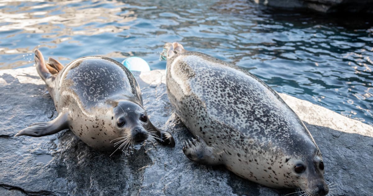 Spotlight on Spotted Seals: Celebrating International Day of the Seal ...