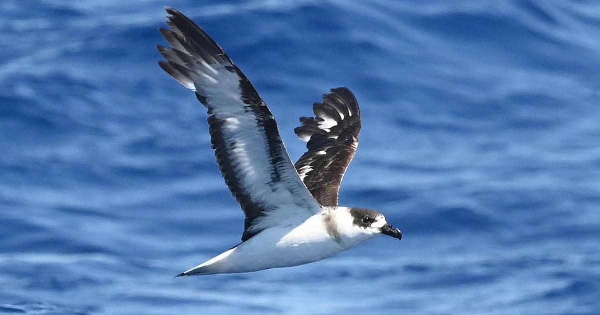 Petrels of the Northeast Monument - Mystic Aquarium