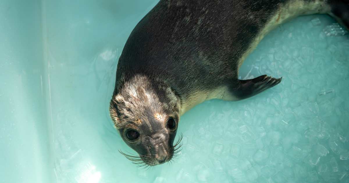 Rare Hooded Seal Rescued from Providence Undergoing Treatment at Mystic ...