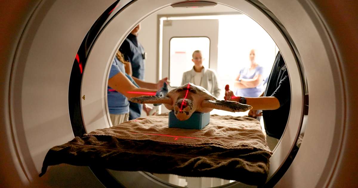 Mystic Aquarium Adds CT Scanner to Best-in-Class Veterinary Care ...