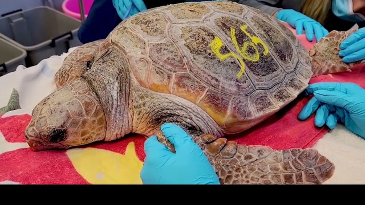 Rescuing Cold-Stunned Sea Turtles - Mystic Aquarium