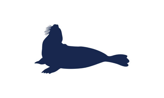 how to draw a northern fur seal