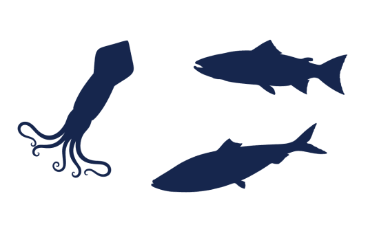 how to draw a northern fur seal