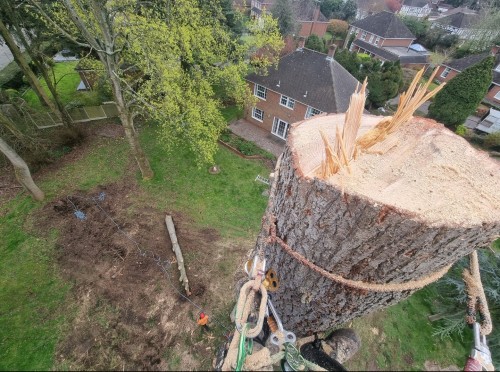 Timber Tamers London - in Ashford, TW15