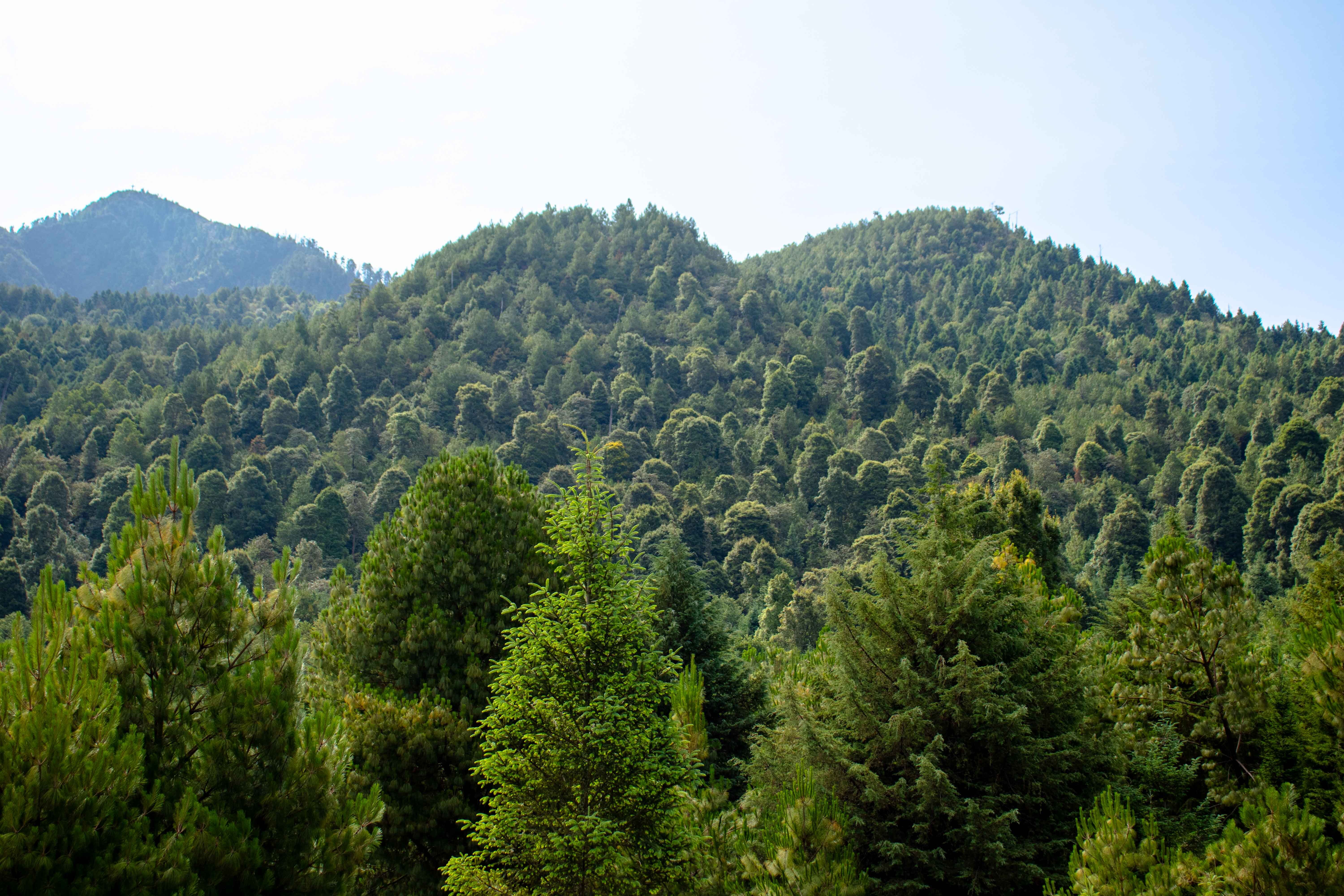 Sobre nosotros | Nación Verde