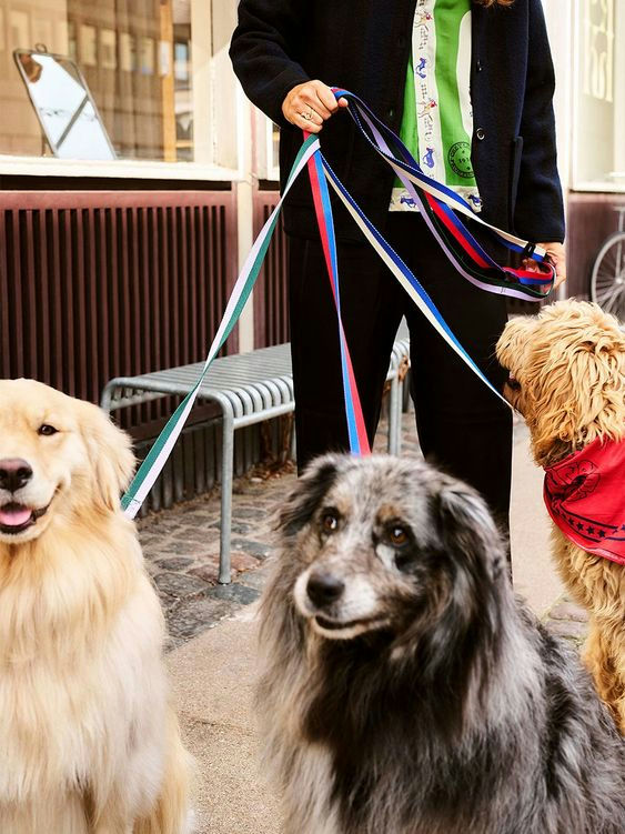 nanoHome | News | Is Your Doggo Tired of the Same Old Sniffing Stick ...