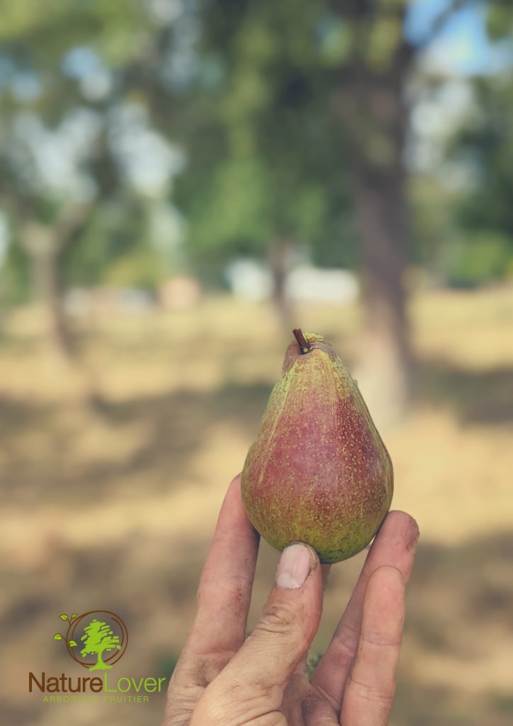 Comment savoir si mes pommes sont mûres
