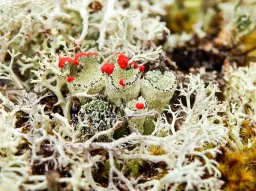 Licheni: matrimonio di successo tra alga e fungo | NatureLab