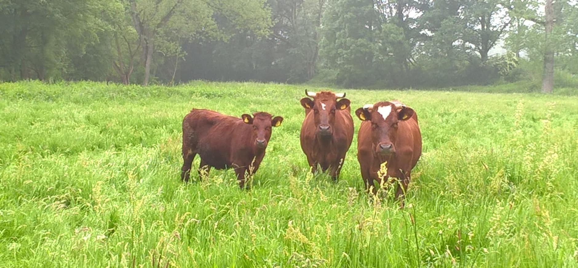 Brandrode runderen langs de Geleenbeek | Natuurmonumenten