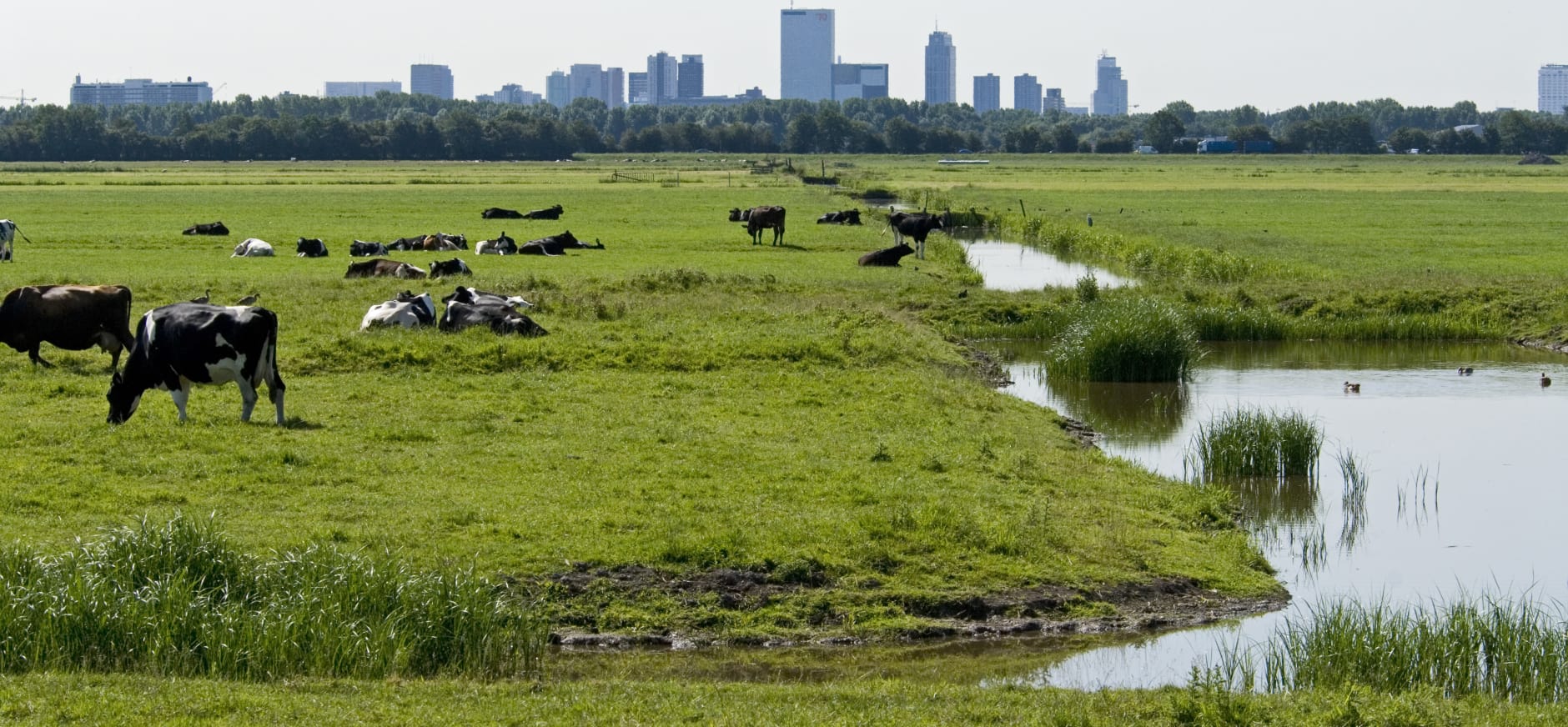Polder Schieveen - Natuurgebied | Natuurmonumenten