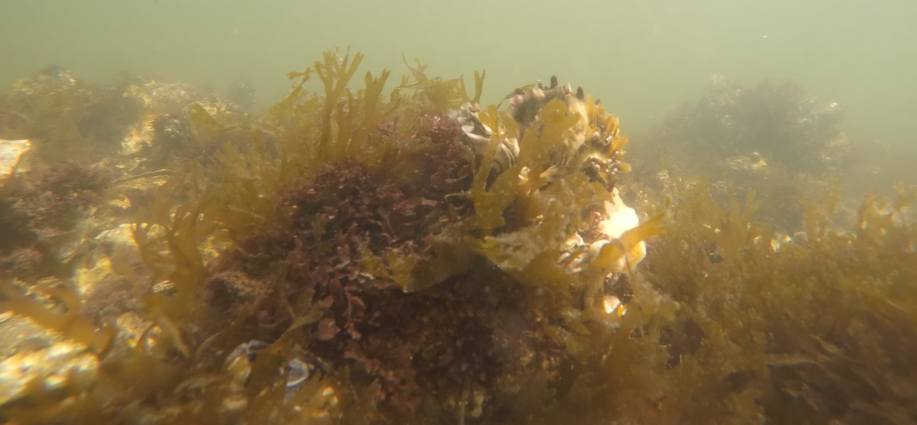 Standpunt van Natuurmonumenten rond Zeewierteelt | Natuurmonumenten