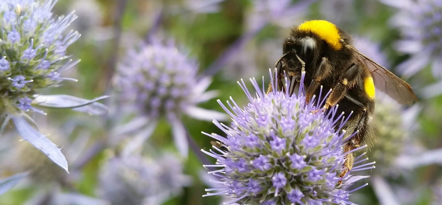 Hommelseizoen is begonnen | Natuurmonumenten