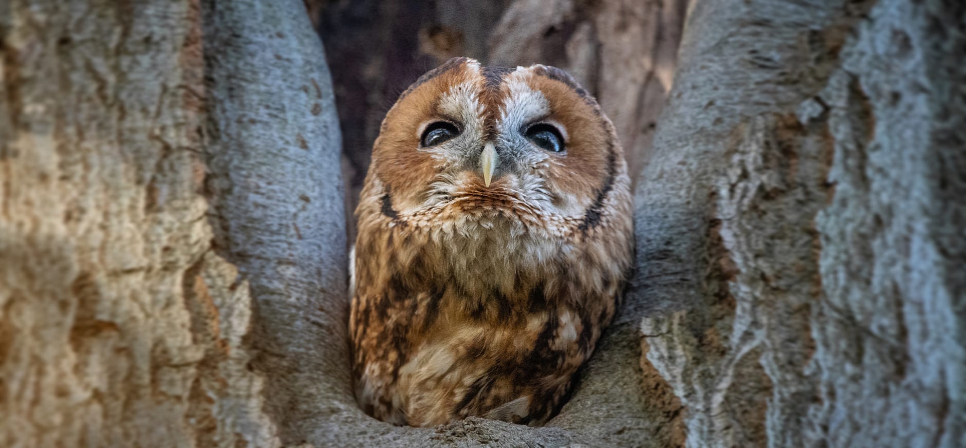 Het broedseizoen van de bosuil is begonnen! | Natuurmonumenten