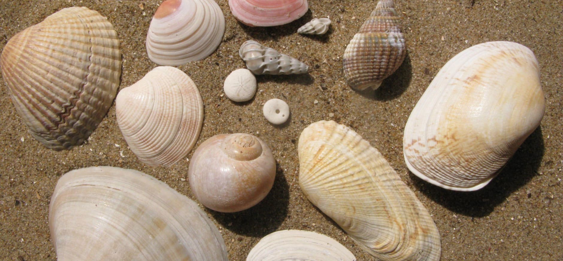 Top 10 Schelpen | Natuurmonumenten