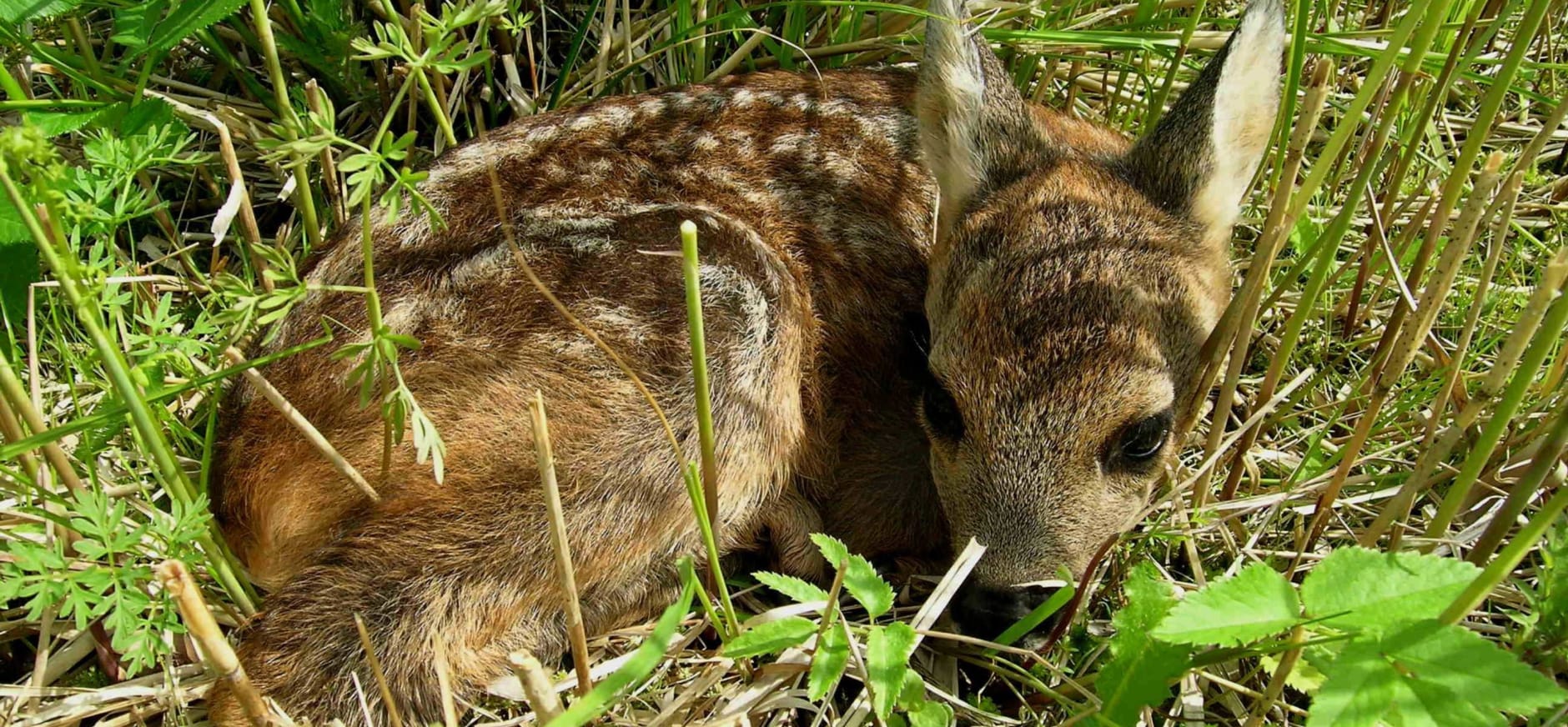 Faunachecks en tellingen | Natuurmonumenten