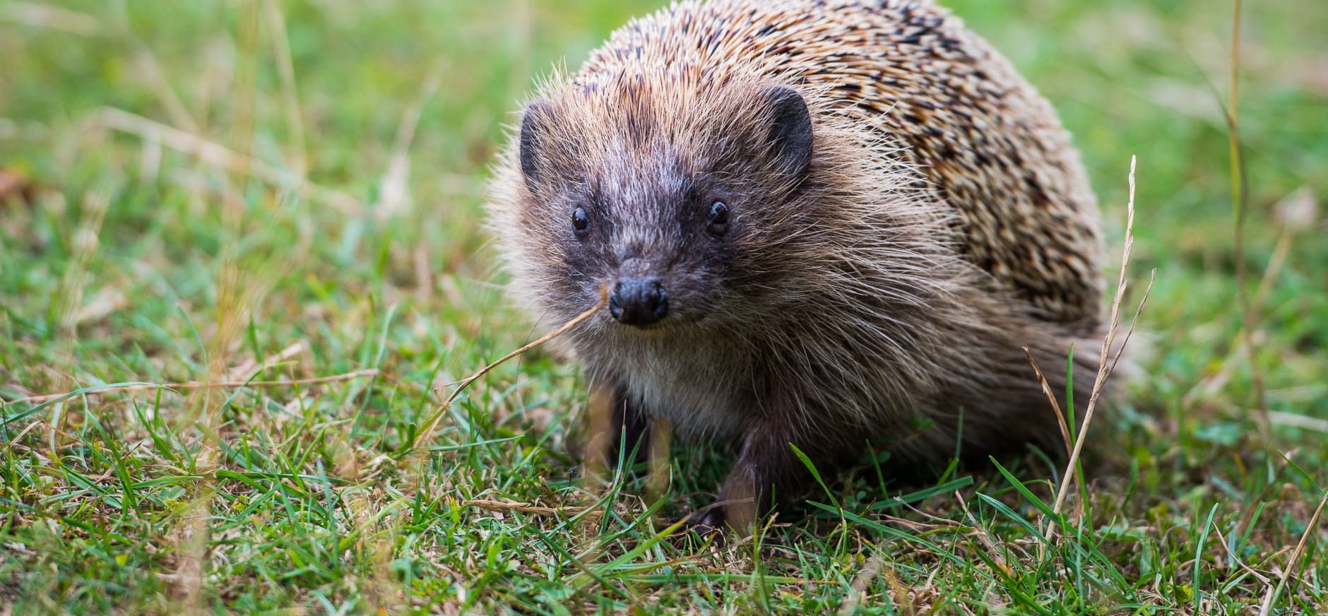 Lespakket over het thema de egel | Natuurmonumenten